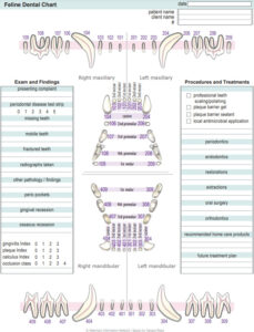 Printable Dental Chart Template