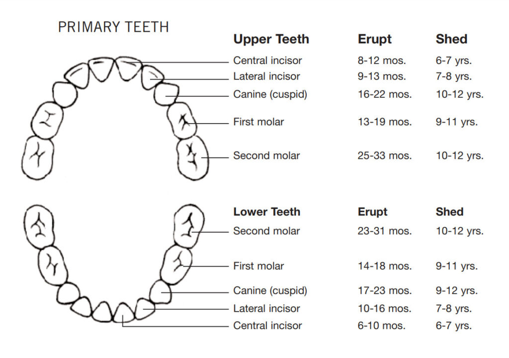 Printable Dental Chart Template