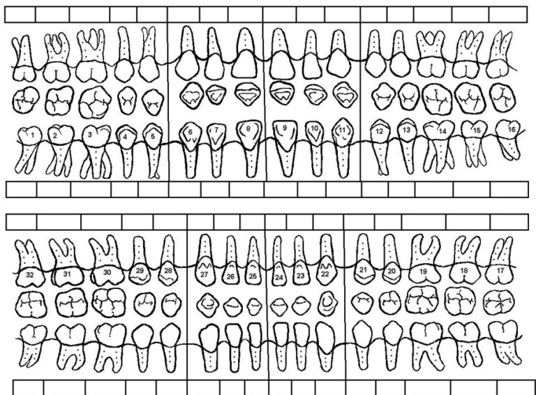 Printable Dental Chart Template